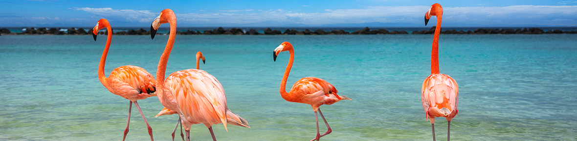 ABC Inseln | Aruba, Bonaire und Curacao